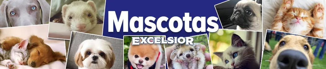 Tomorrow Cat 2025 en CDMX: fechas y lugar donde podrás celebrar el Día ...