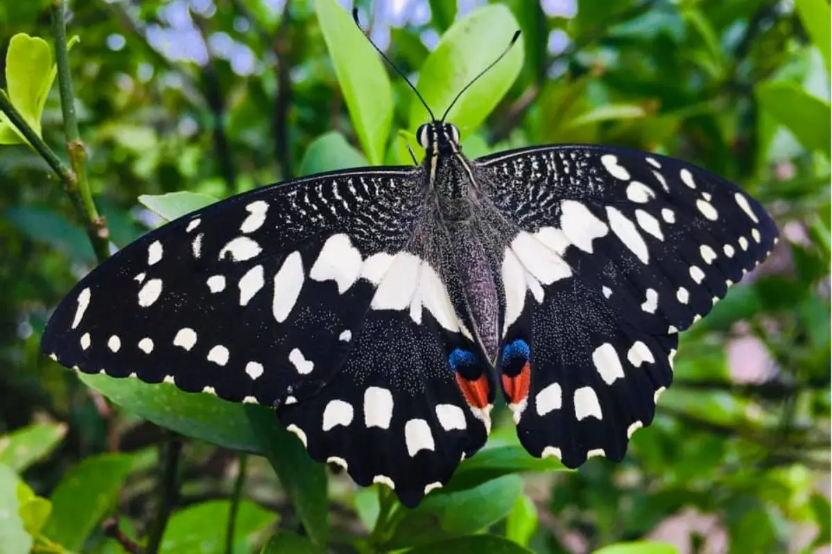¿Qué significa que una mariposa negra entre a tu casa?