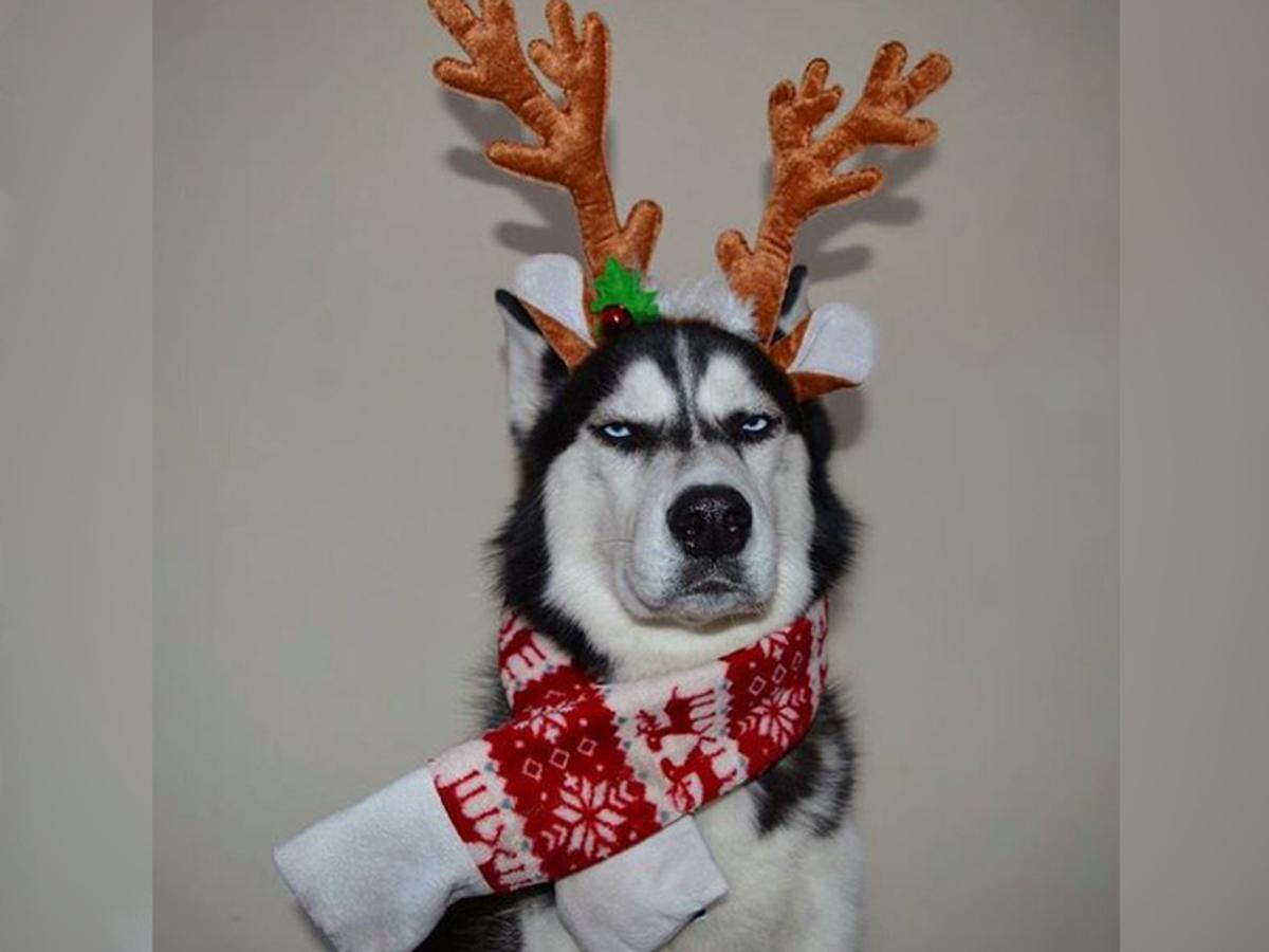 Anuko, el perro que odia la Navidad ¡Ho, ho, ho! | Excélsior