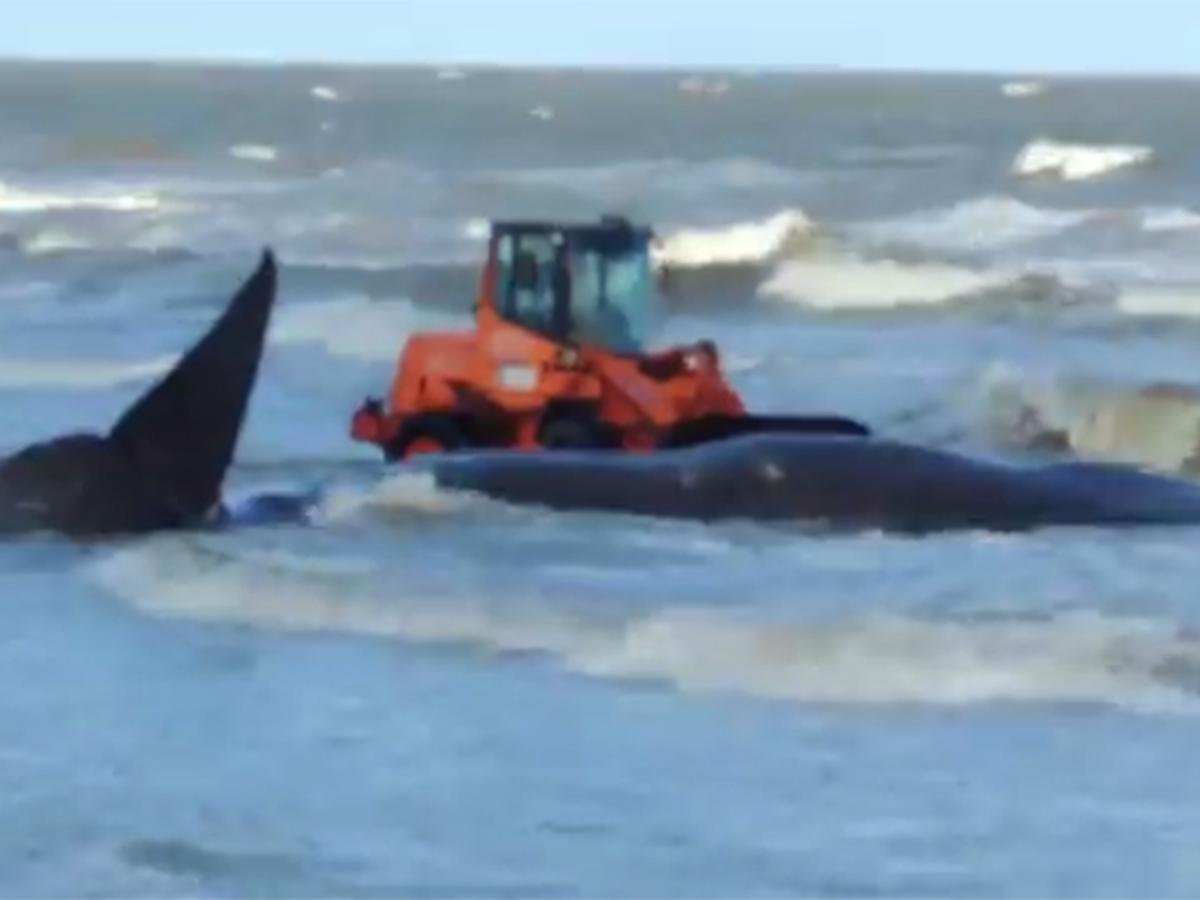 Aparece ballena azul muerta en costas de Montevideo | Excélsior
