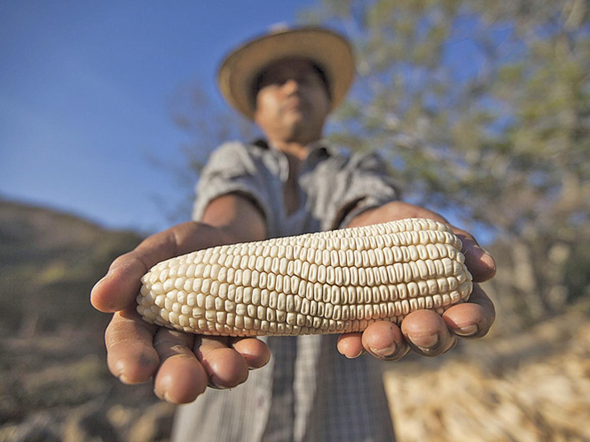 Es hora de ir al grano; México importa 43% de los alimentos