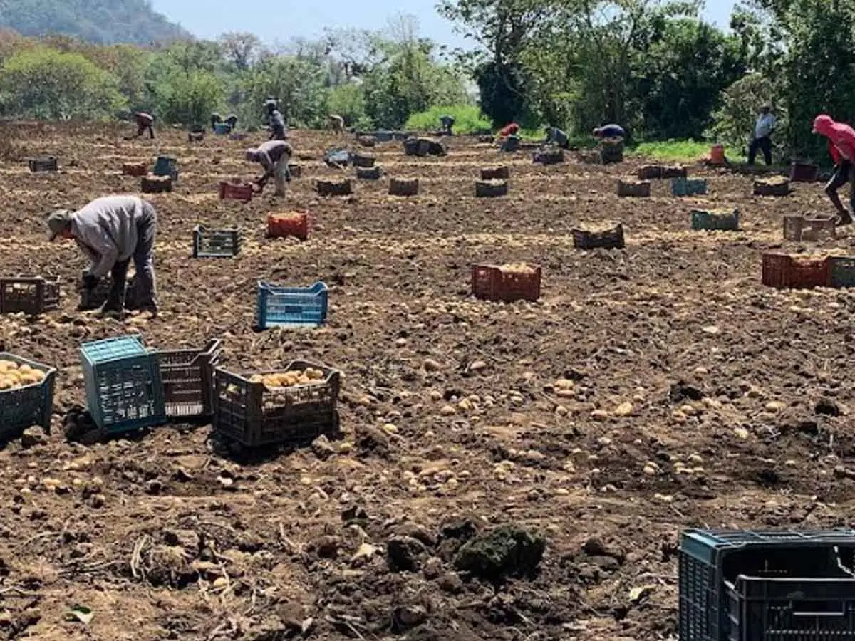 Alertan de riesgo por uso de químicos en los cultivos de papa en Veracruz