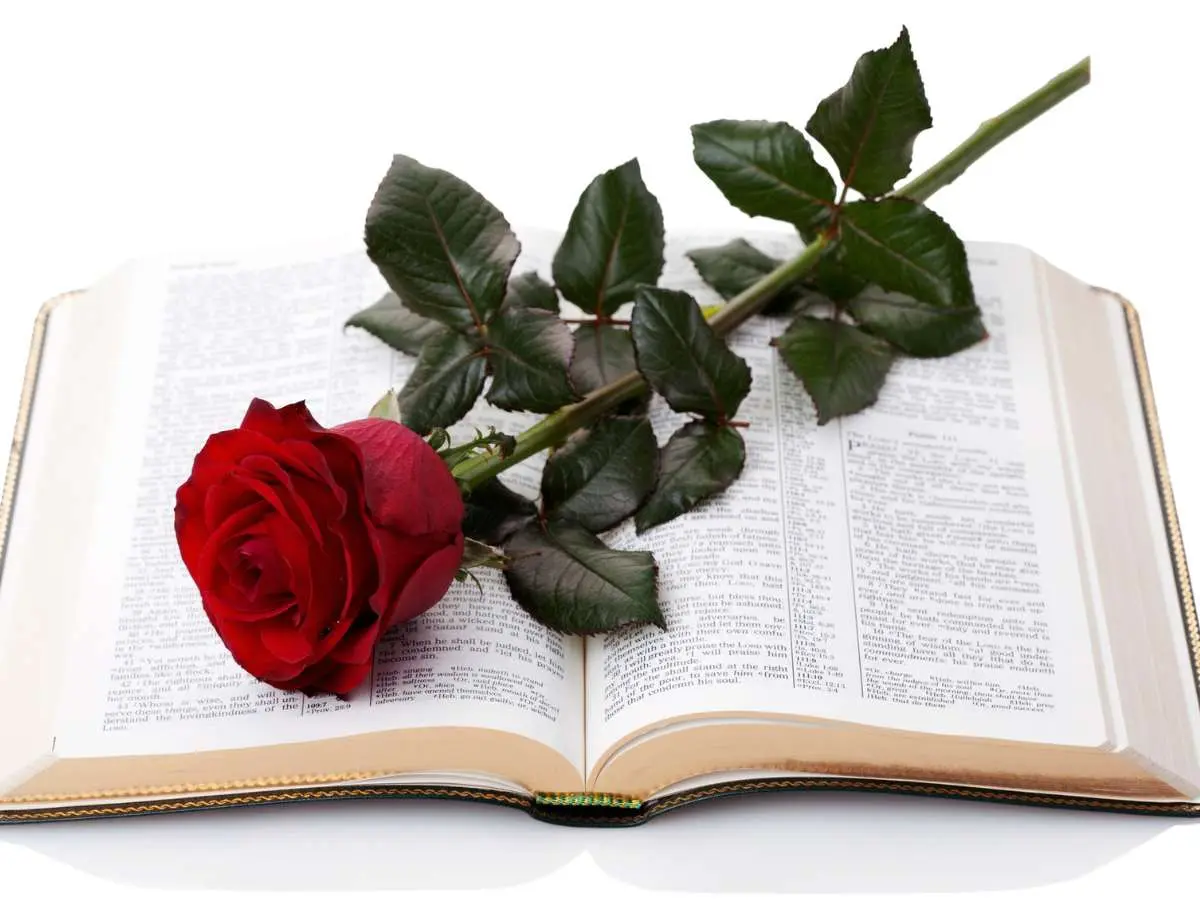 Te decimos por qué se regala una rosa y un libro el 23 de abril ...