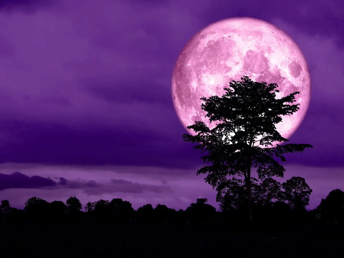 Checa dónde y a qué hora ver la luna de flores 2025 – El Clarinete