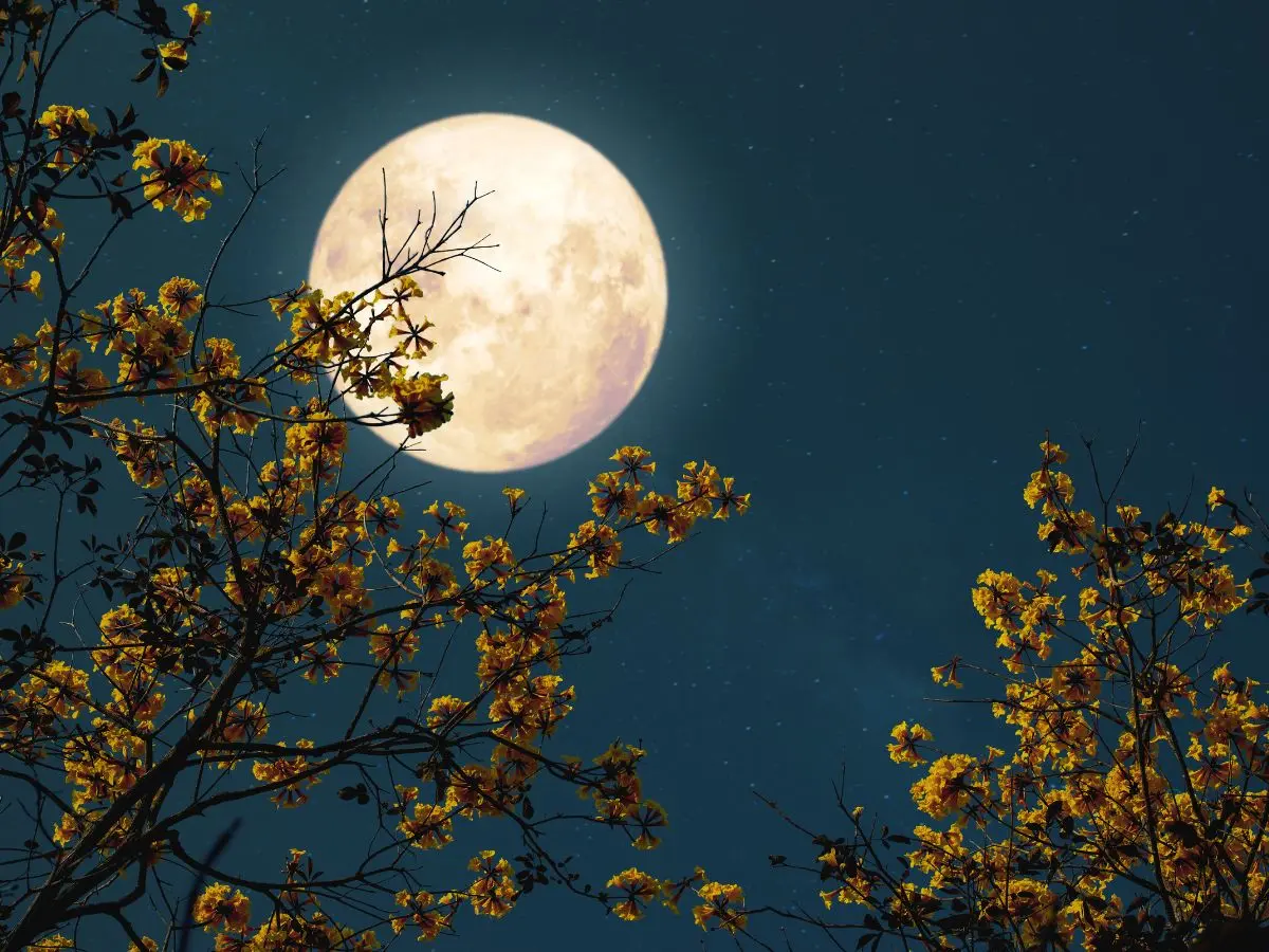 Checa dónde y a qué hora ver la luna de flores 2025 – El Clarinete