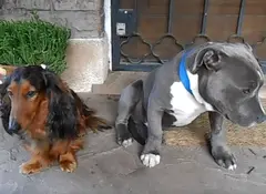 Perrito regañado con drama se vuelve viral por su adorable cara de culpa