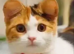 Así fue como nació el adorado Ratón Miguelito; la gestación de Mickey Mouse