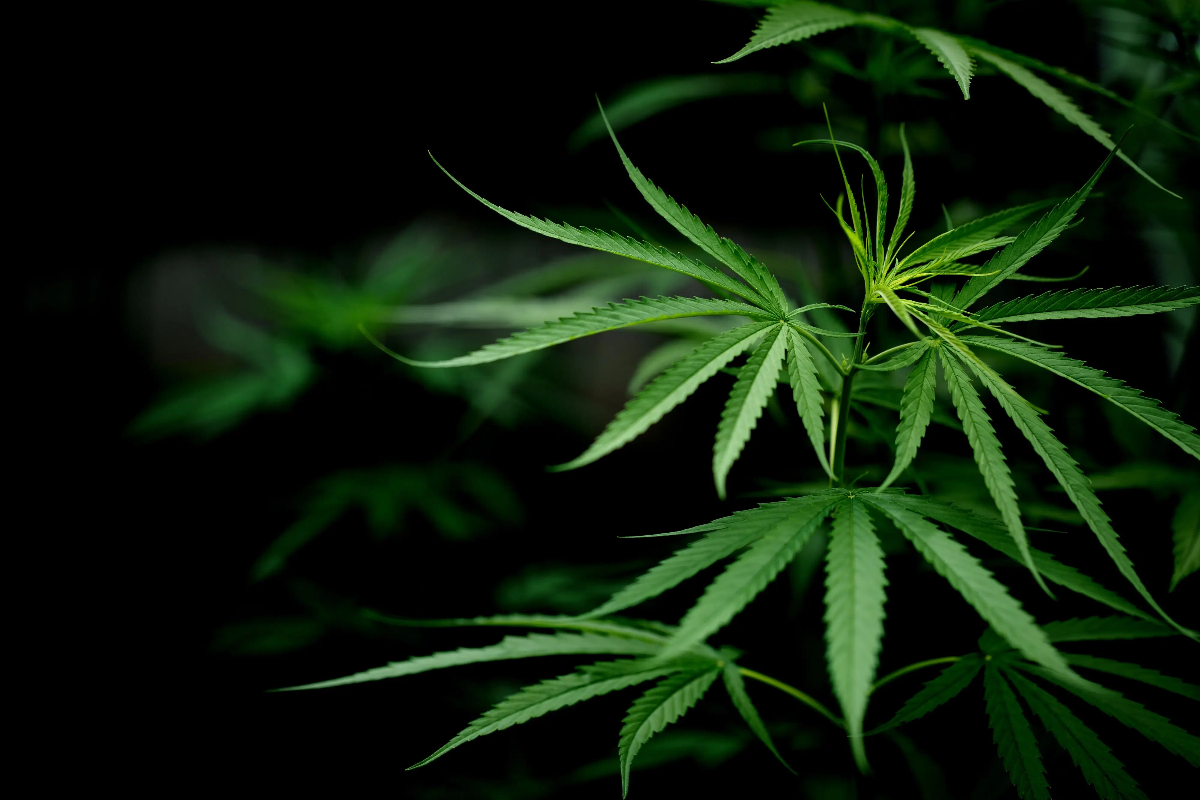 Día 4 20 qué es y por qué está relacionado con la mariguana