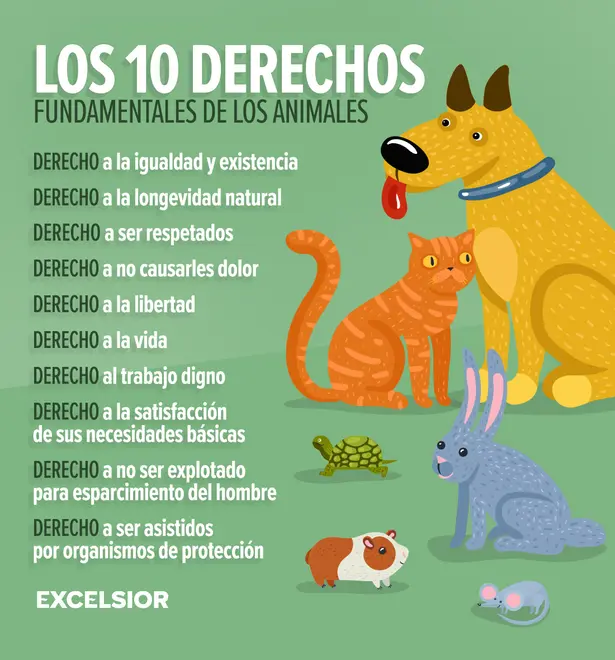 Estos son los 10 derechos que todo animal debe tener