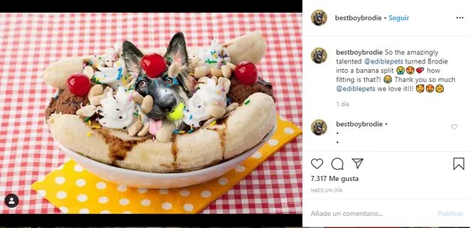 Él es Brodie, el 'perrito de la cara chueca' que robará tu corazón