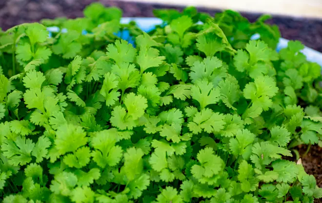 ¿Cómo sembrar cilantro en casa? Te explicamos paso a paso