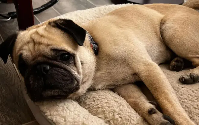 Muere a los 46 años Benji Gregory, Brian Tanner en ALF