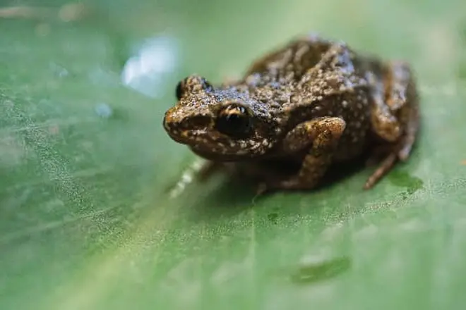 Descubrimiento Inédito: La Rana Fisgona en Ciudad de México