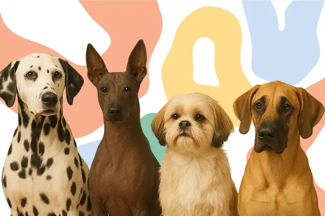 ¿Cuántos años vivirá tu perro? Estas razas viven más (y otras mucho menos)