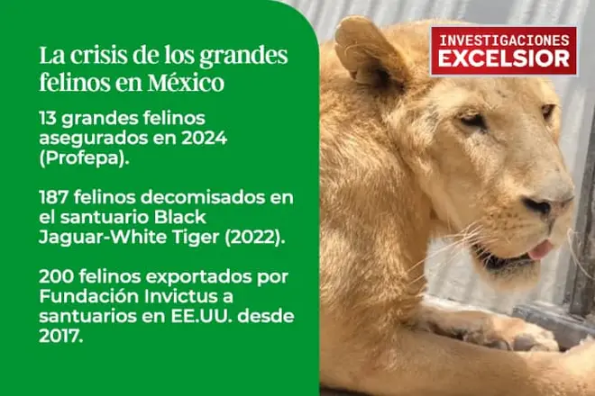 Tráfico de grandes felinos en México: el auge de tigres y leones como ...