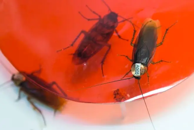 Corea del Sur: incendia su edificio al quemar una cucaracha con aerosol