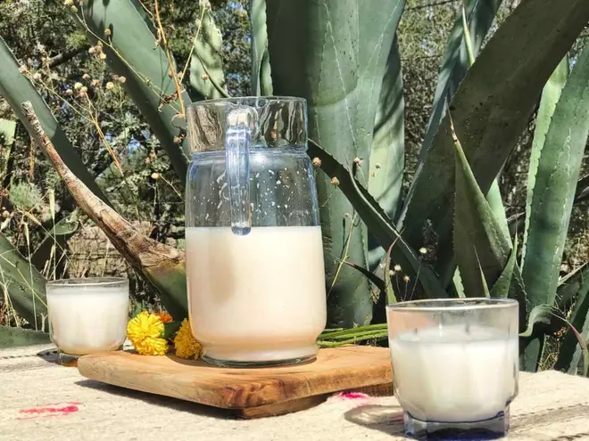 Origen y beneficios del pulque, la realidad detrás de esta ancestral bebida