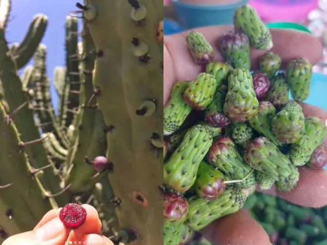 ¿Qué frutas dan los cactus? Conócelas todas
