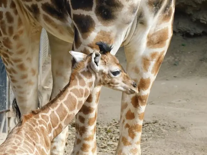 Zoológico de Chapultepec presenta a Jabari, su nueva cría de jirafa