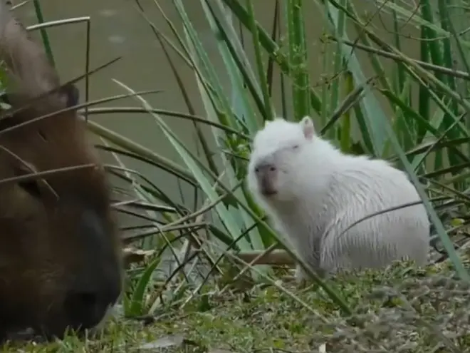 Encuentran raro capibara albino en Uruguay y así es cómo se ve (video)