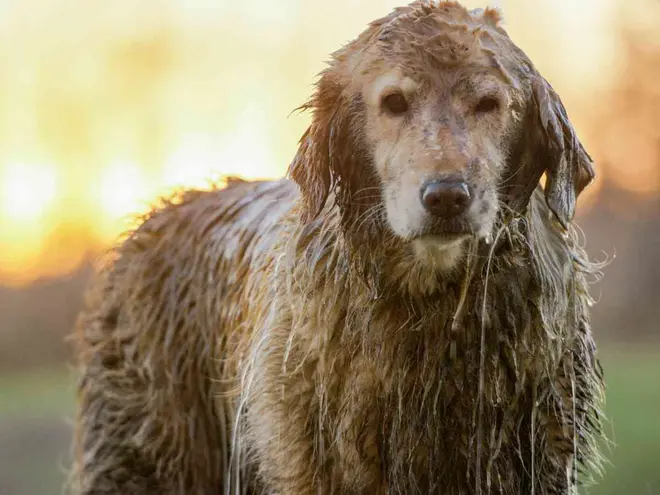 Cómo quitar el olor a perro mojado
