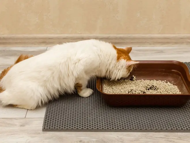 Checa cómo eliminar el olor a heces de gato en la casa – El Clarinete