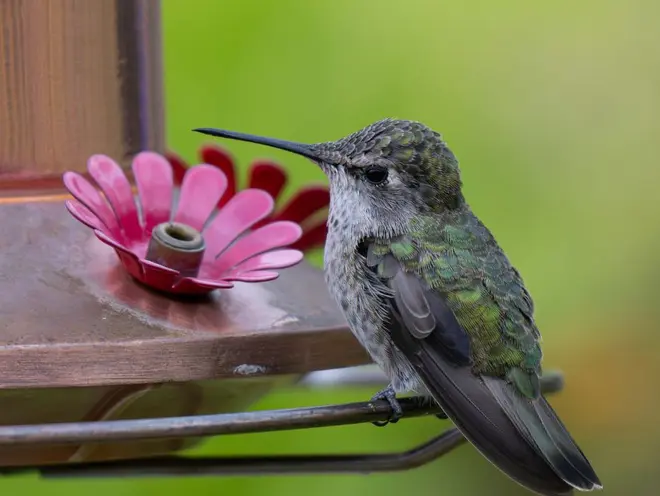 Así duermen los colibríes cuando están cansados – El Clarinete