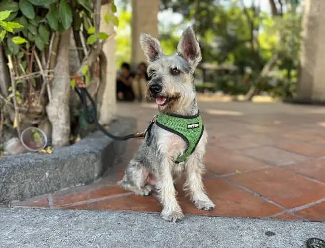 Hoy es el Día Mundial del lomito Schnauzer; ¿ya lo felicitaste?