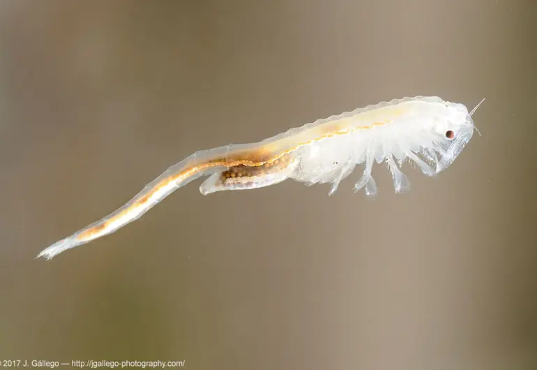 Descubren nueva especie de crustáceo en el lugar más caluroso de la Tierra