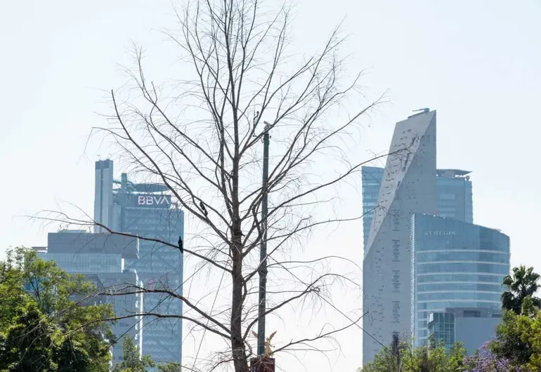 Ahuehuete de Glorieta de Reforma fue retirado, ¿dónde está ahora?
