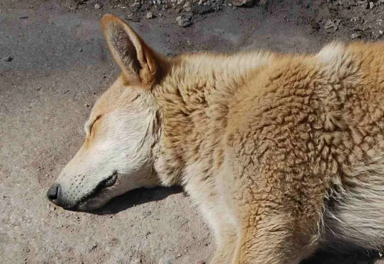 Perritos son atacados por puercoespín; así quedaron los "lomitos"