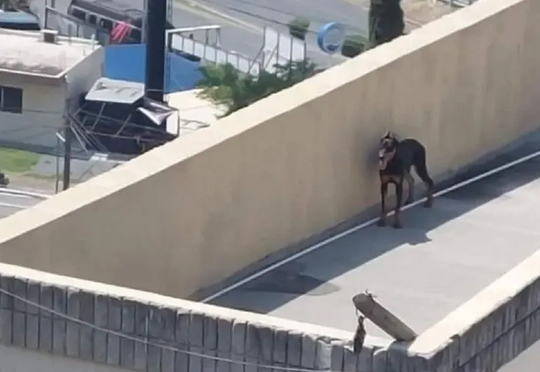 ¡Malvados! Dejan a perro en azotea a pesar de que temperatura rebasa ...