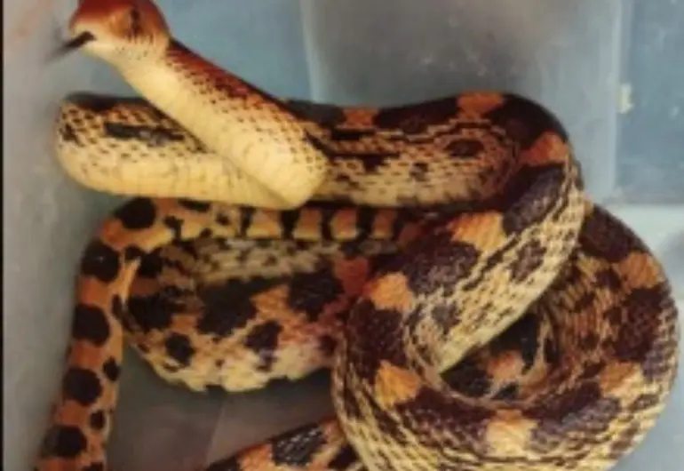 (VIDEO) Otra culebra sorda mexicana en Tlalpan, así actúa al capturarla