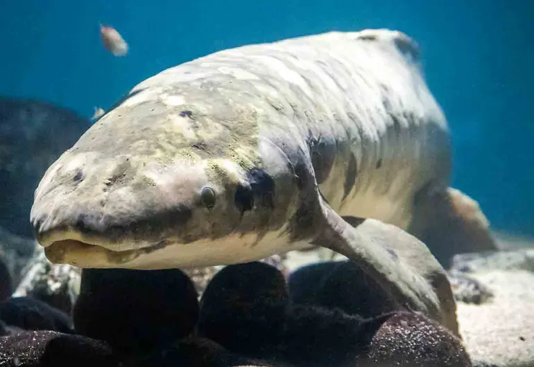 Matusalén, el pez de 100 años que vive en un acuario y desafía la extinción