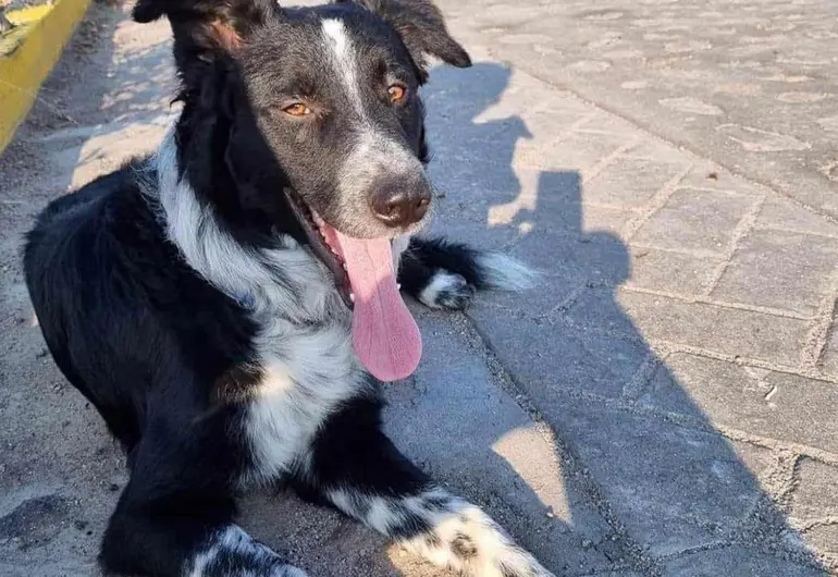 Rescatan al perrito Poncho, tras haber sido secuestrado por un comando