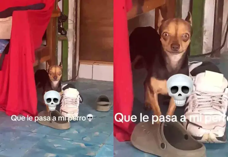 Perrito con mirada inquietante aterroriza en redes; dicen que parece humano