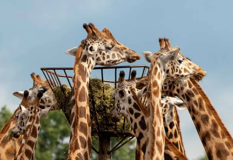 Las jirafas están cerca de ingresar a la lista de animales en peligro ...