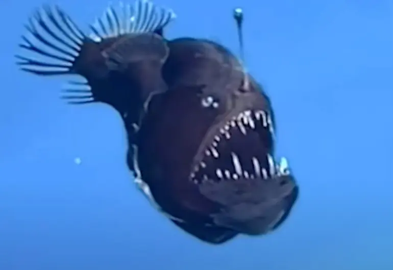Video revela el verdadero tamaño del pez diablo encontrado cerca de la ...