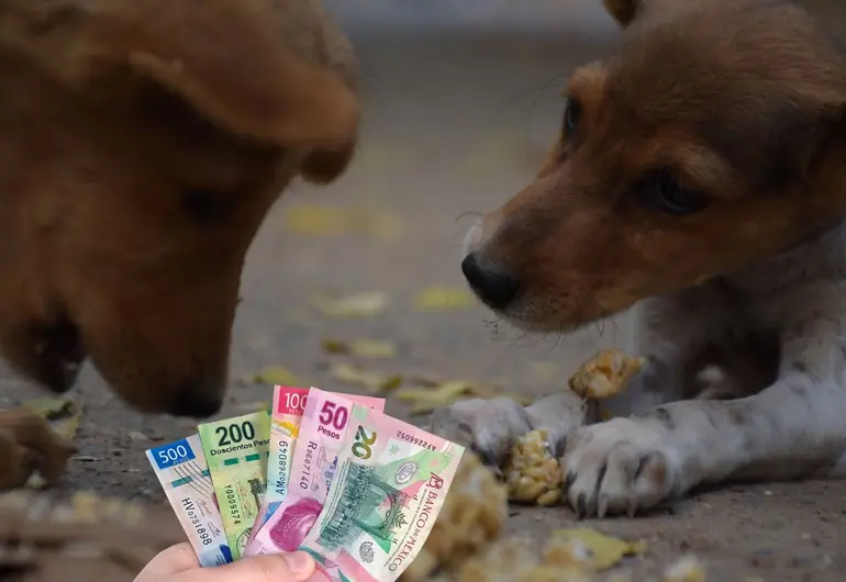 ¿Te pueden multar por darle de comer a los perritos de la calle?