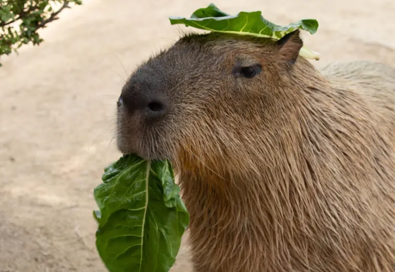 ¿Los capibaras pueden ser considerados mascotas en México?
