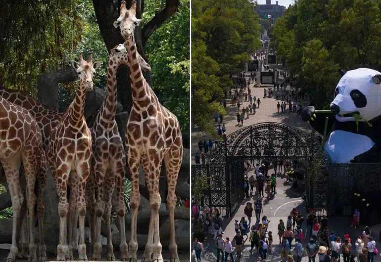 ¿Qué días no abre el Zoológico de Chapultepec?