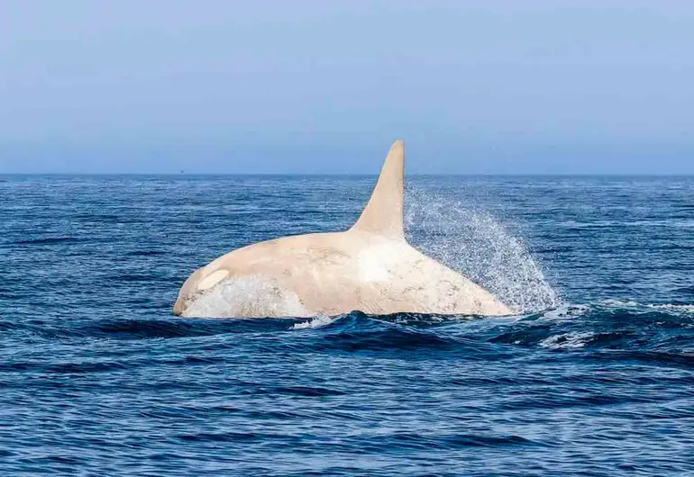 Orca albina sorprende frente a Japón; fotógrafo capta su salto en un ...