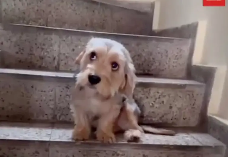 Perrito regañado con drama se vuelve viral por su adorable cara de culpa
