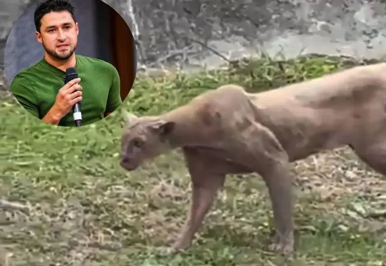 Puma captado en VIDEO en NL devorando a un gato tiene sarna
