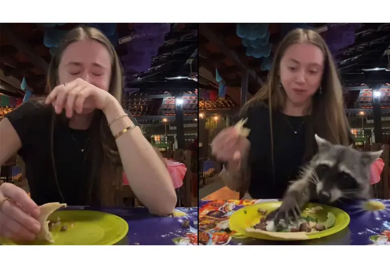 VIDEO: Extranjera es víctima de robo; mapache le da vuelta con su comida