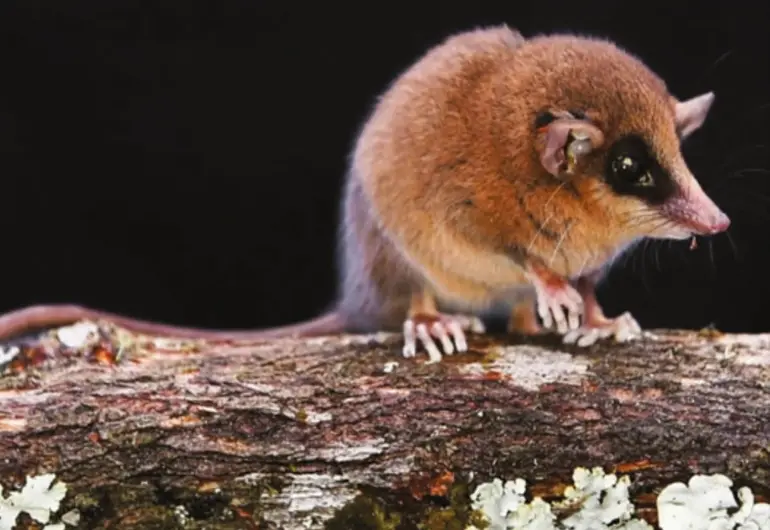 Marmosa chachapoya: descubren nueva especie de marsupial en los Andes ...