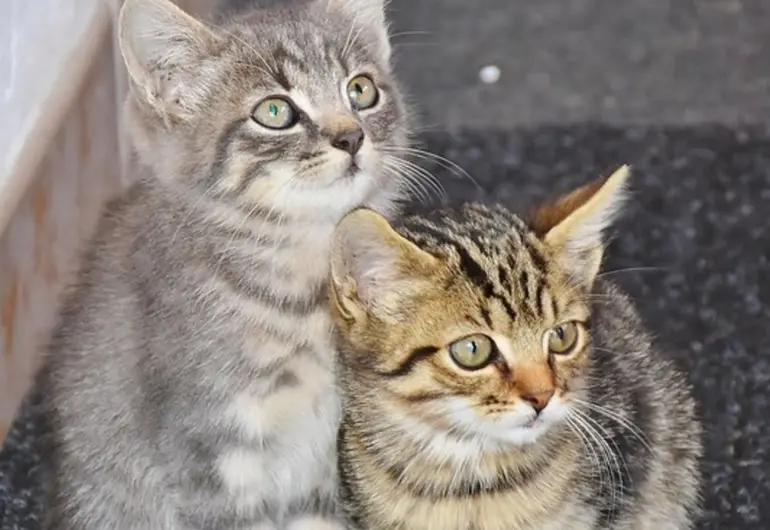 Tomorrow Cat 2025 en CDMX: fechas y lugar donde podrás celebrar el Día ...