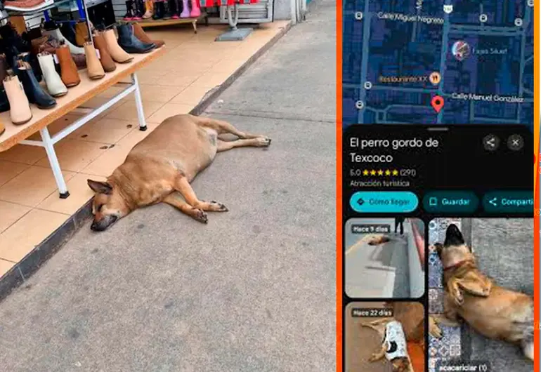 ¿Perro gordo de Texcoco? Google Maps reconoce a este canino como ...