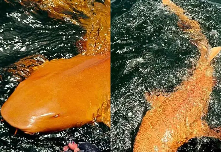 Increíble tiburón naranja hallado en Costa Rica; un fenómeno genético ...