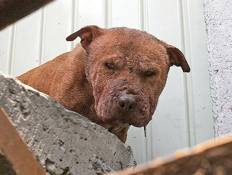 Alertan más peleas de perros en el DF